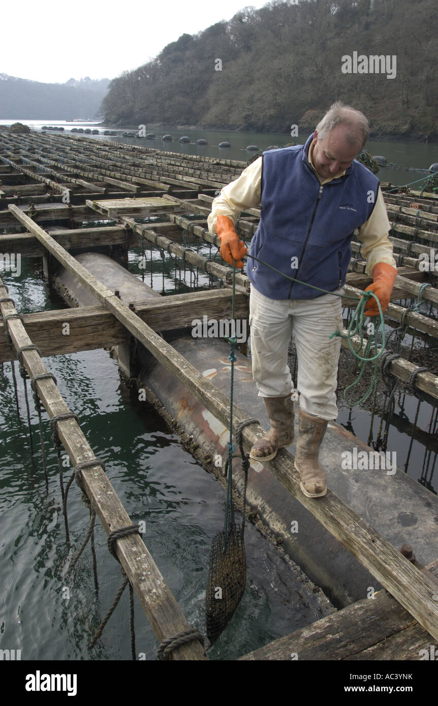 Mussel farm hi-res stock photography and images - Alamy