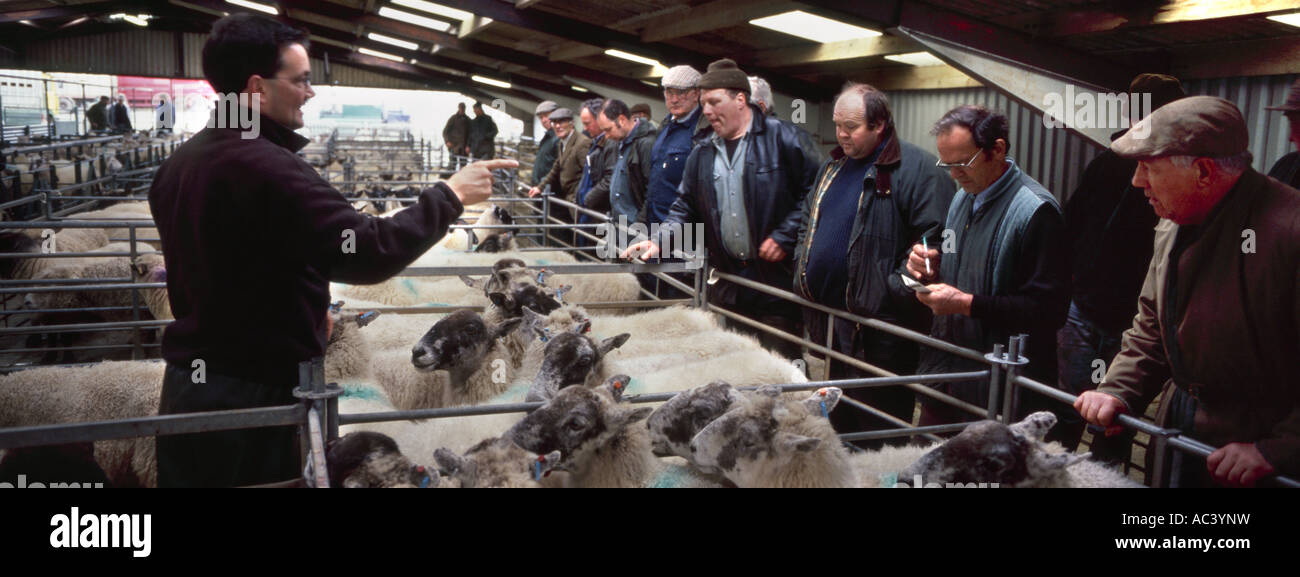 Sheep go under the hammer at Hallworthy Livestock Market North Devon ...