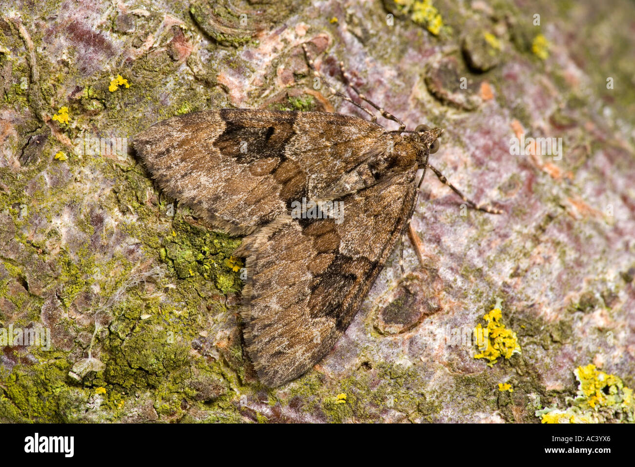 Spruce Carpet Thera britannica at rest on pine bark potton bedfordshire ...