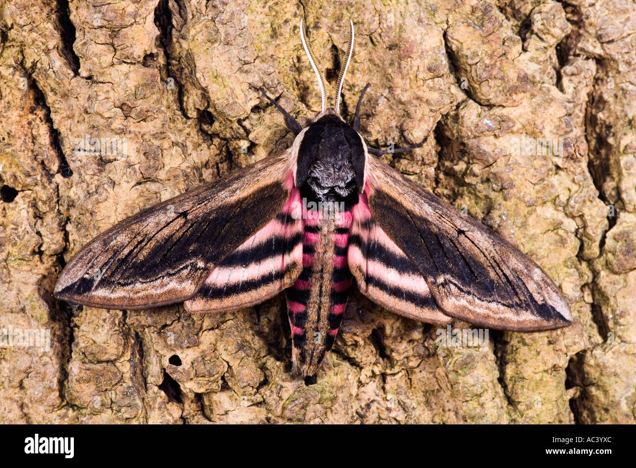 Privet Hawk Moth Sphinx ligustri at rest on bark with wings open ...