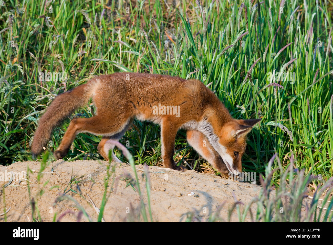 Red fox Vulpes vulpes standing sniffing ground alert at entrance to ...