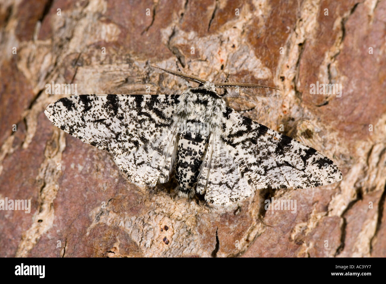 Biston betularia hi-res stock photography and images - Alamy