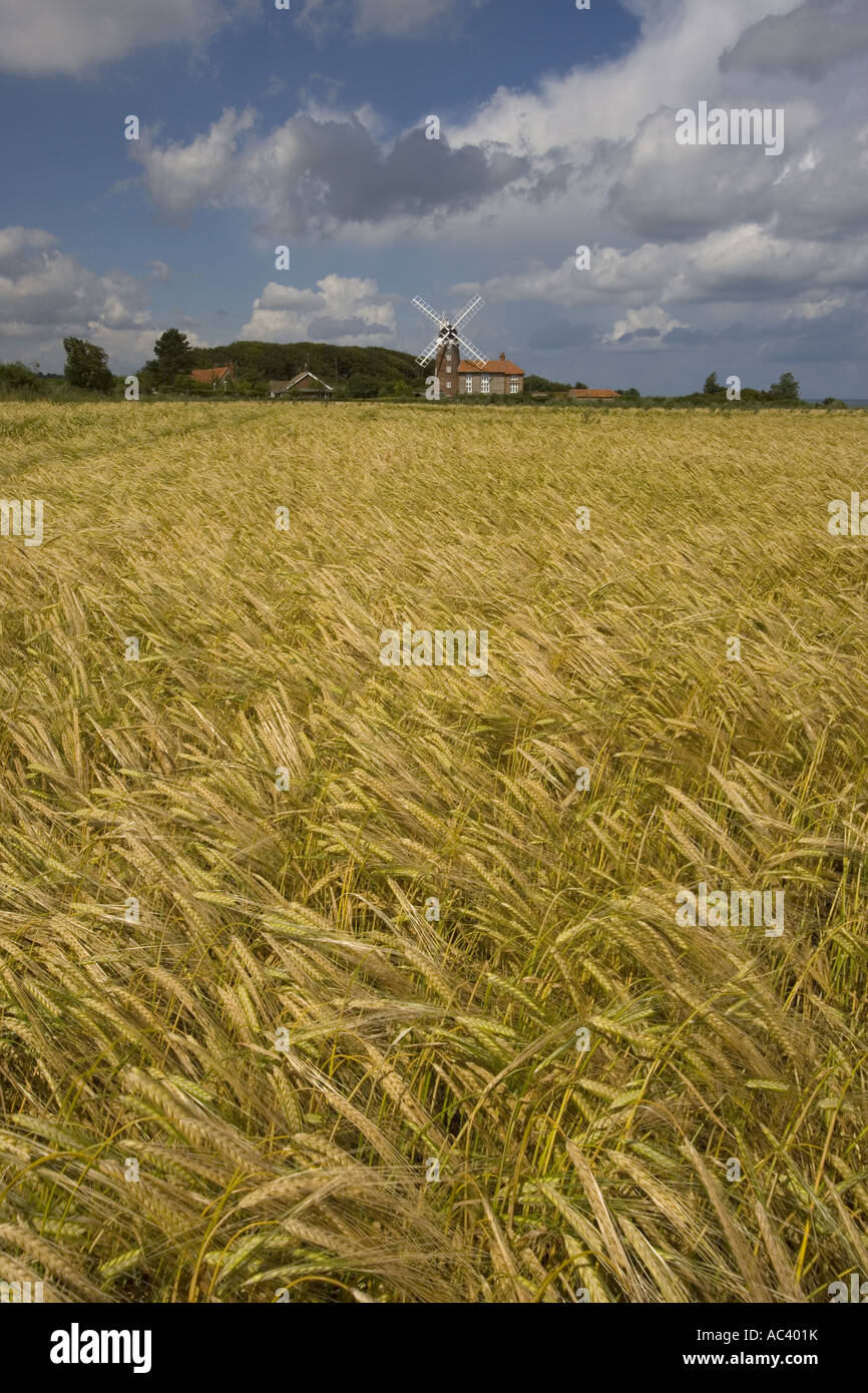 Barley & Weybourne Windmill Norfolk UK Stock Photo - Alamy