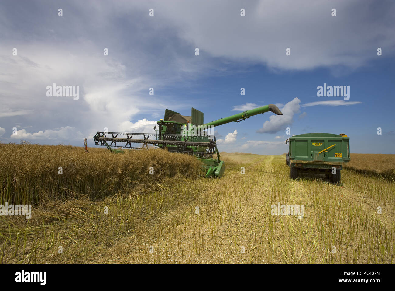 Oil Seed Rape Harvest Norfolk Stock Photo - Alamy