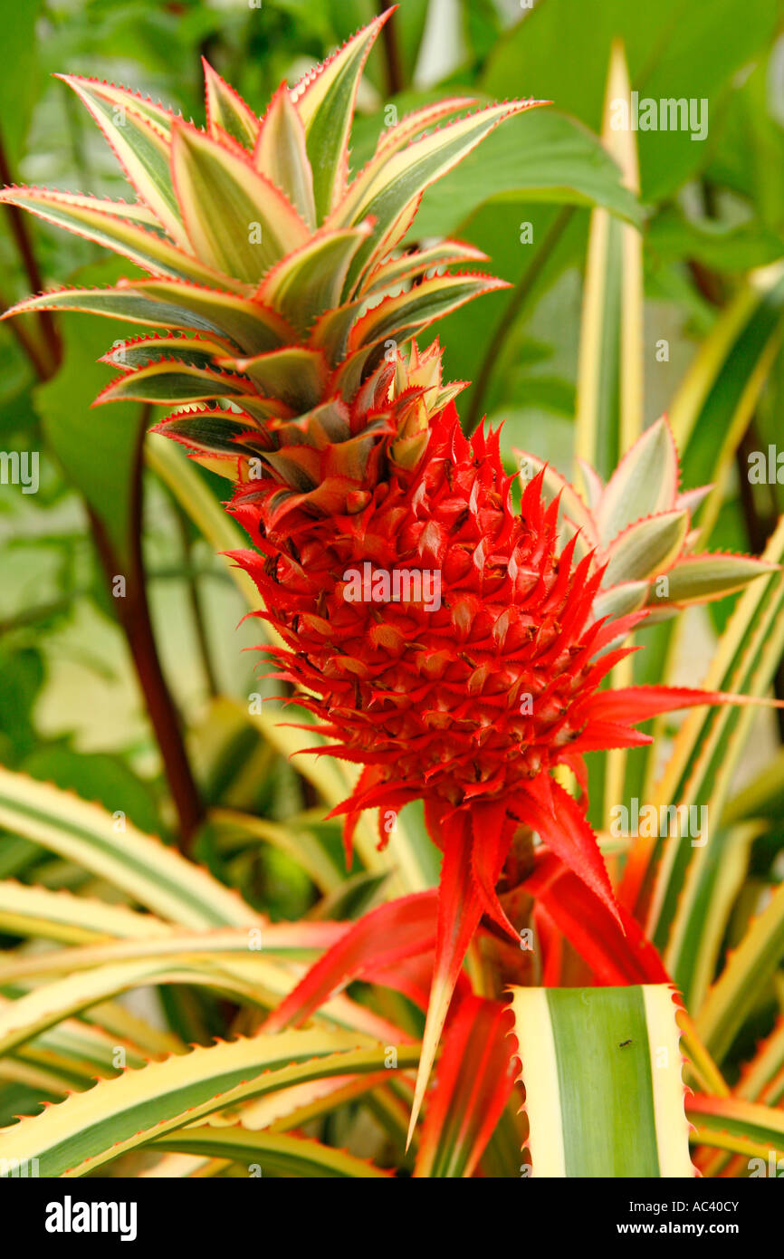Royal Botanic Gardens Kew in Richmond London England Pineapple Ananas ...