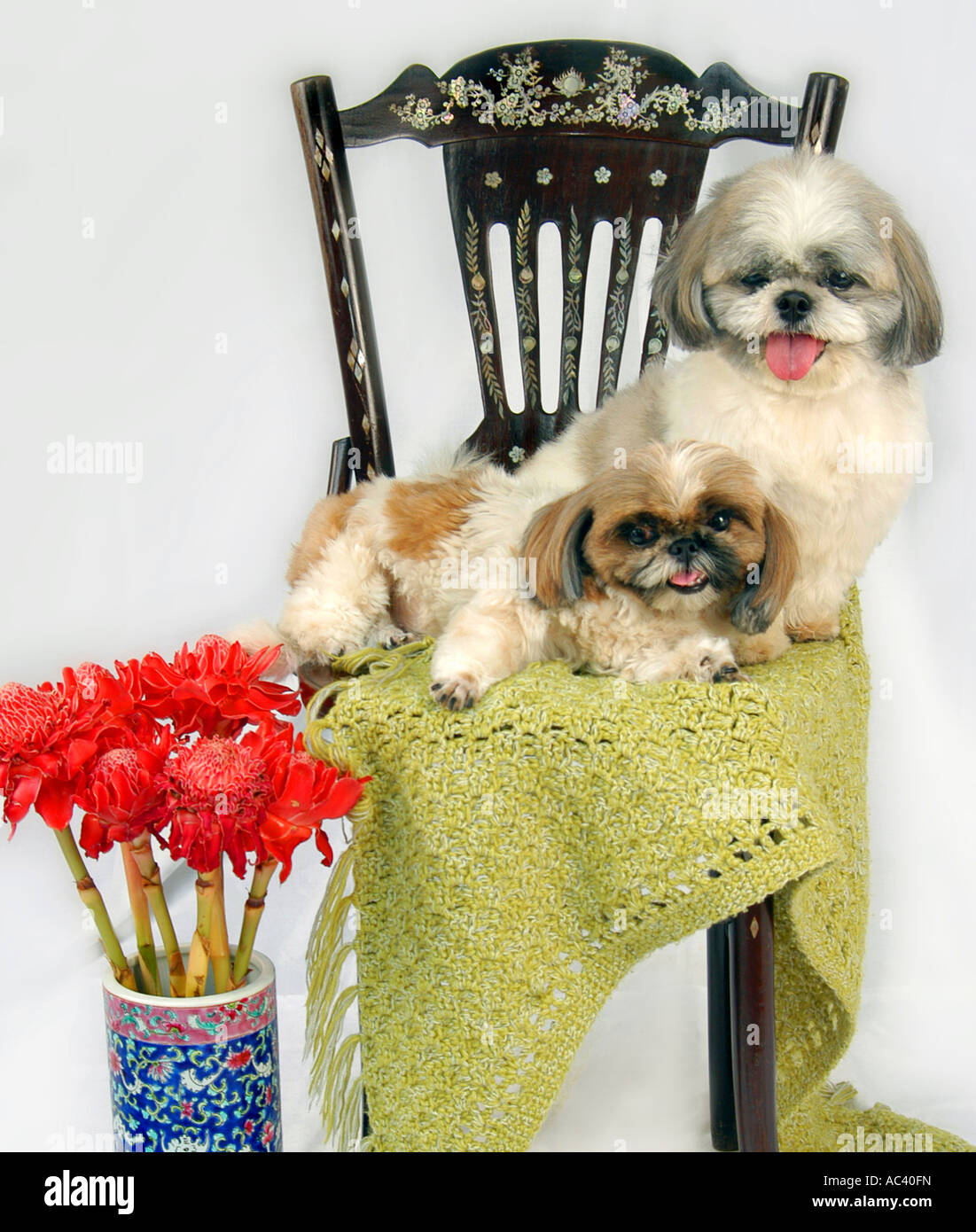two dogs hang out on a chair Stock Photo - Alamy