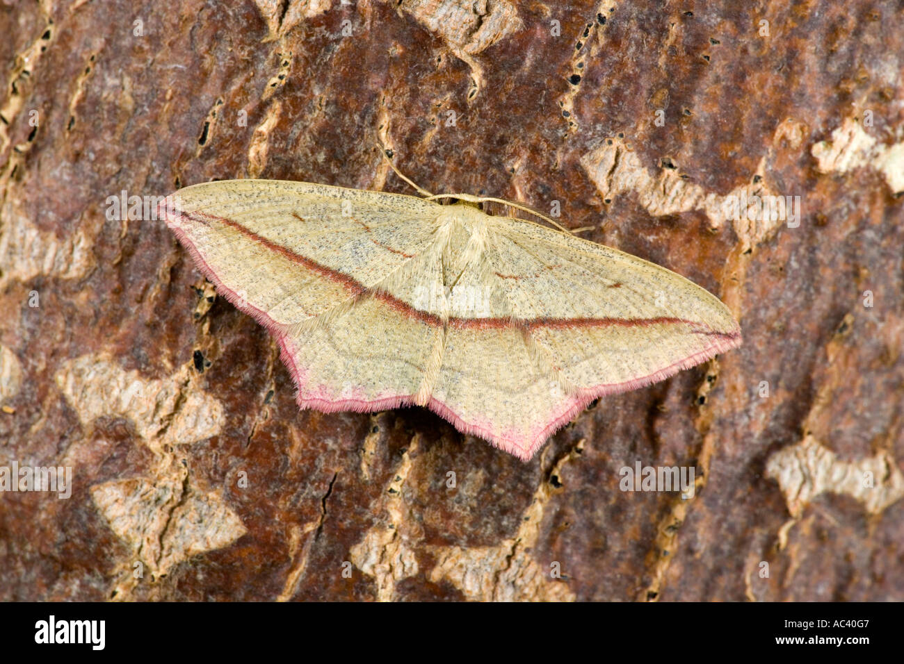 Blood vein moth hi-res stock photography and images - Alamy
