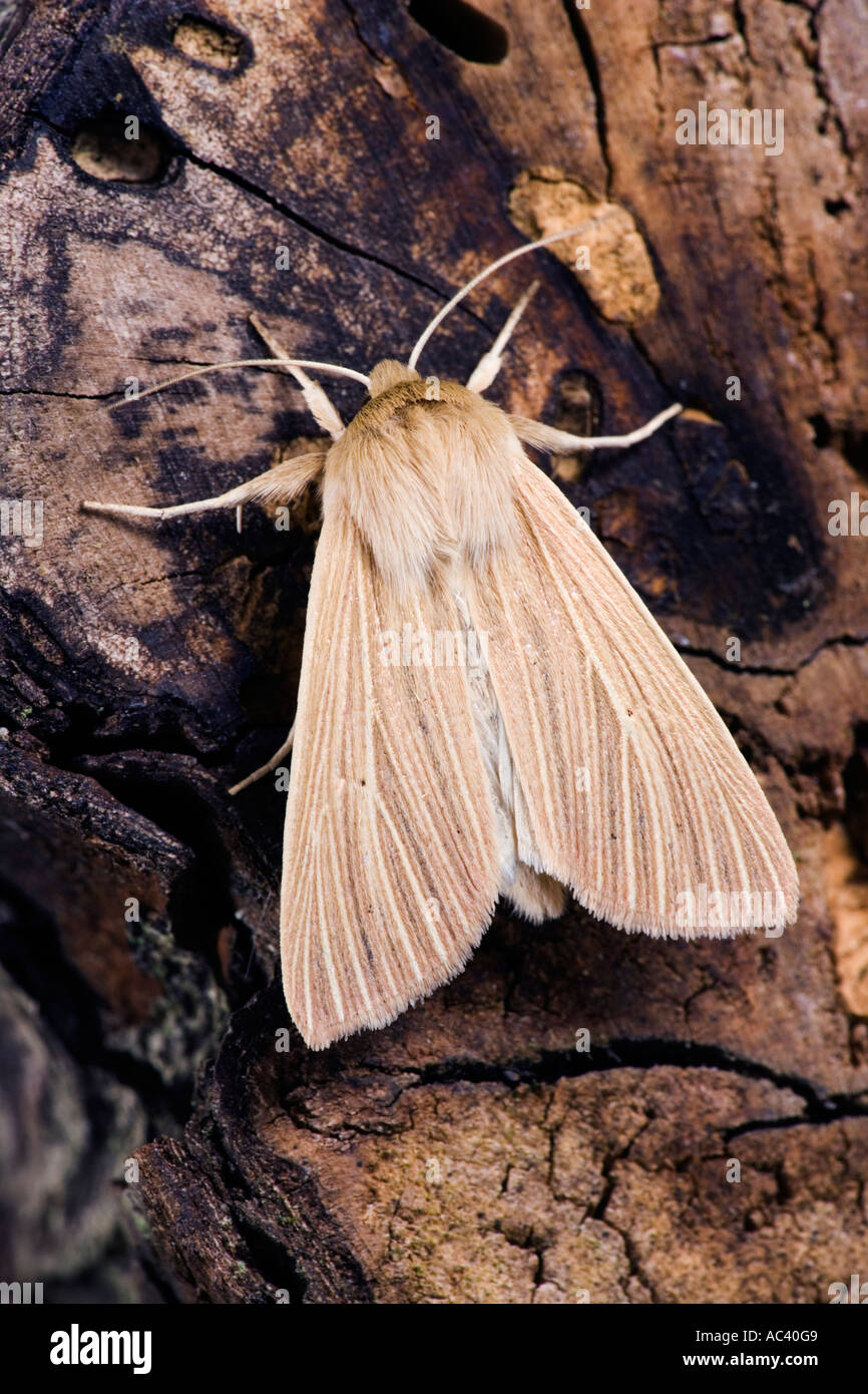 Common wainscot moths hi-res stock photography and images - Alamy