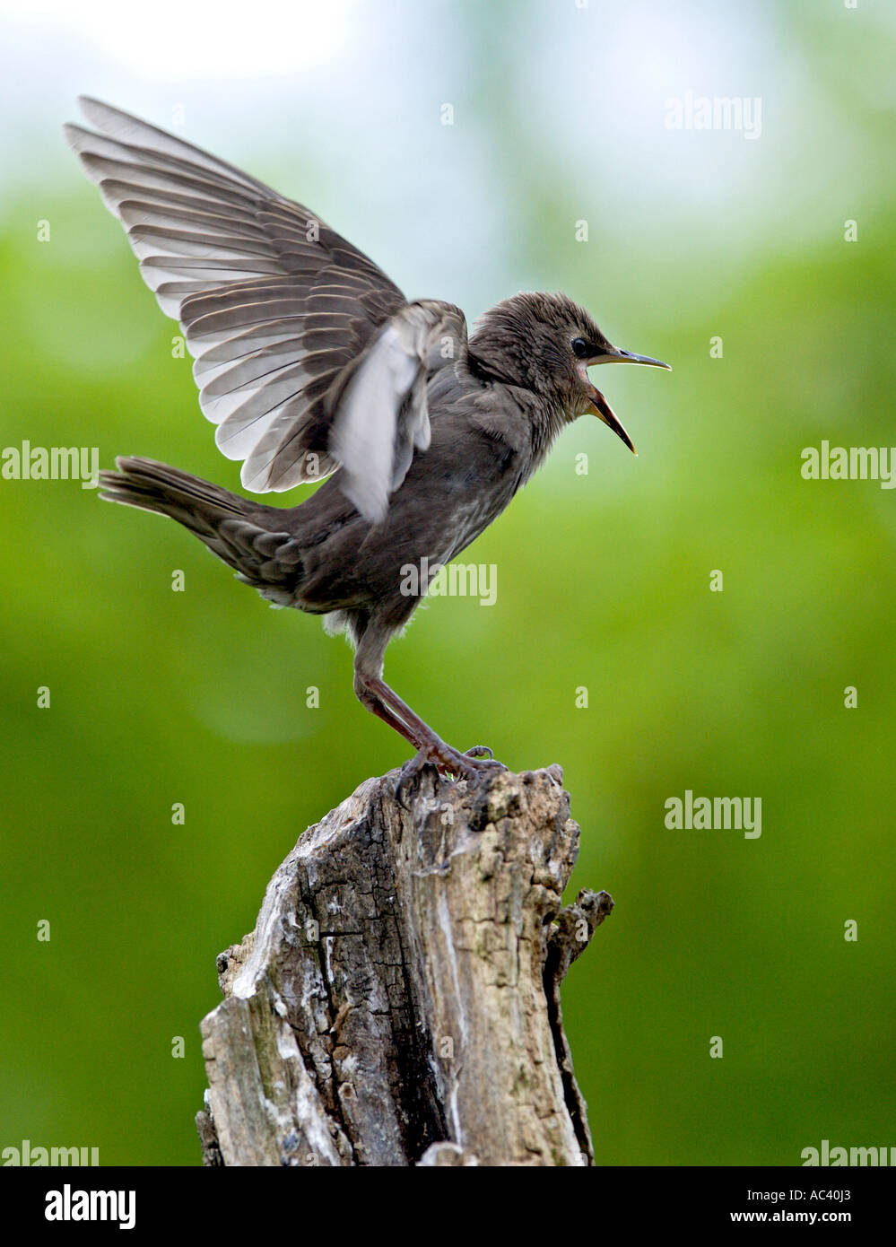Starling Sturnus vulgaris standing on stump with beak open and wings ...