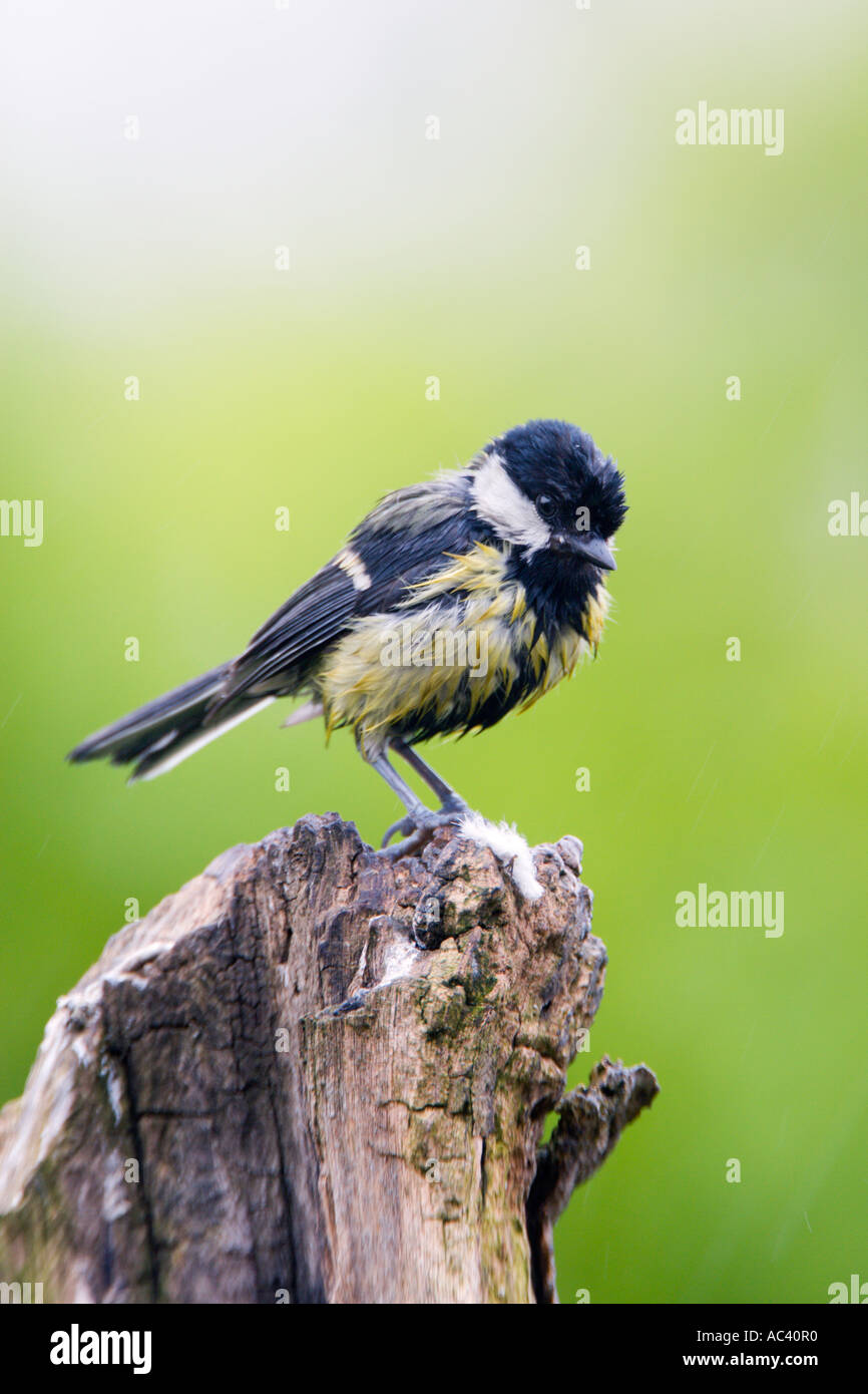 Great tit Parus major perched on stump in the rain with wet feathers ...