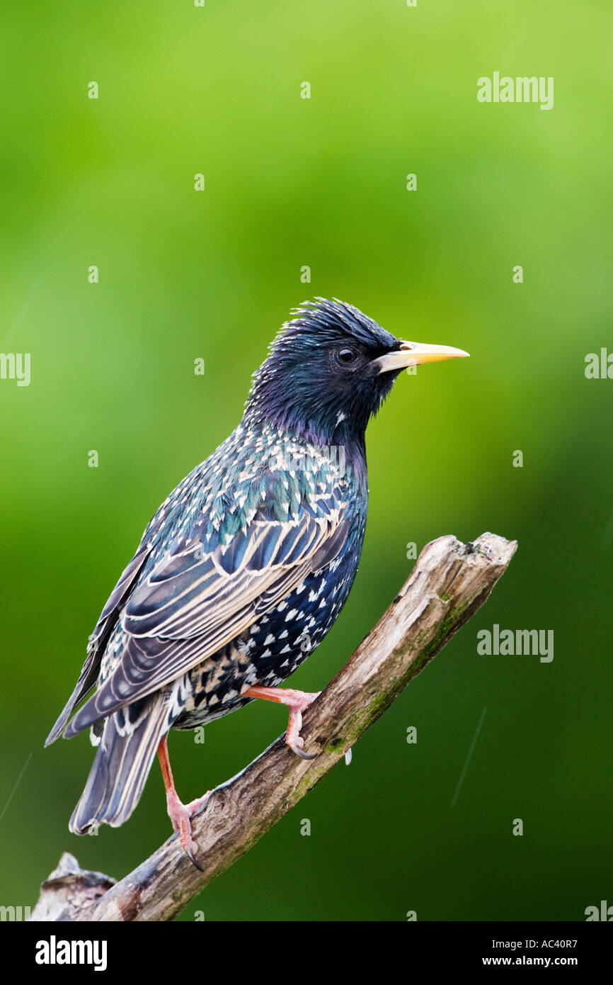 Starling Sturnus vulgaris with puffed up feathers standing looking ...