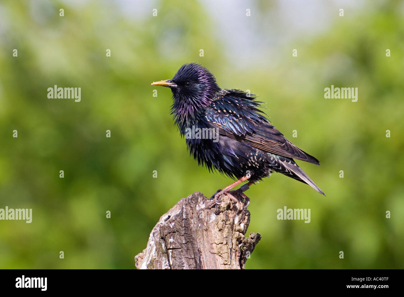 Starling Sturnus vulgaris with feathers puffed up standing looking ...