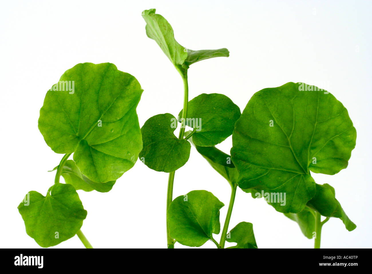 Watercress (Nasturtium officinale Stock Photo - Alamy