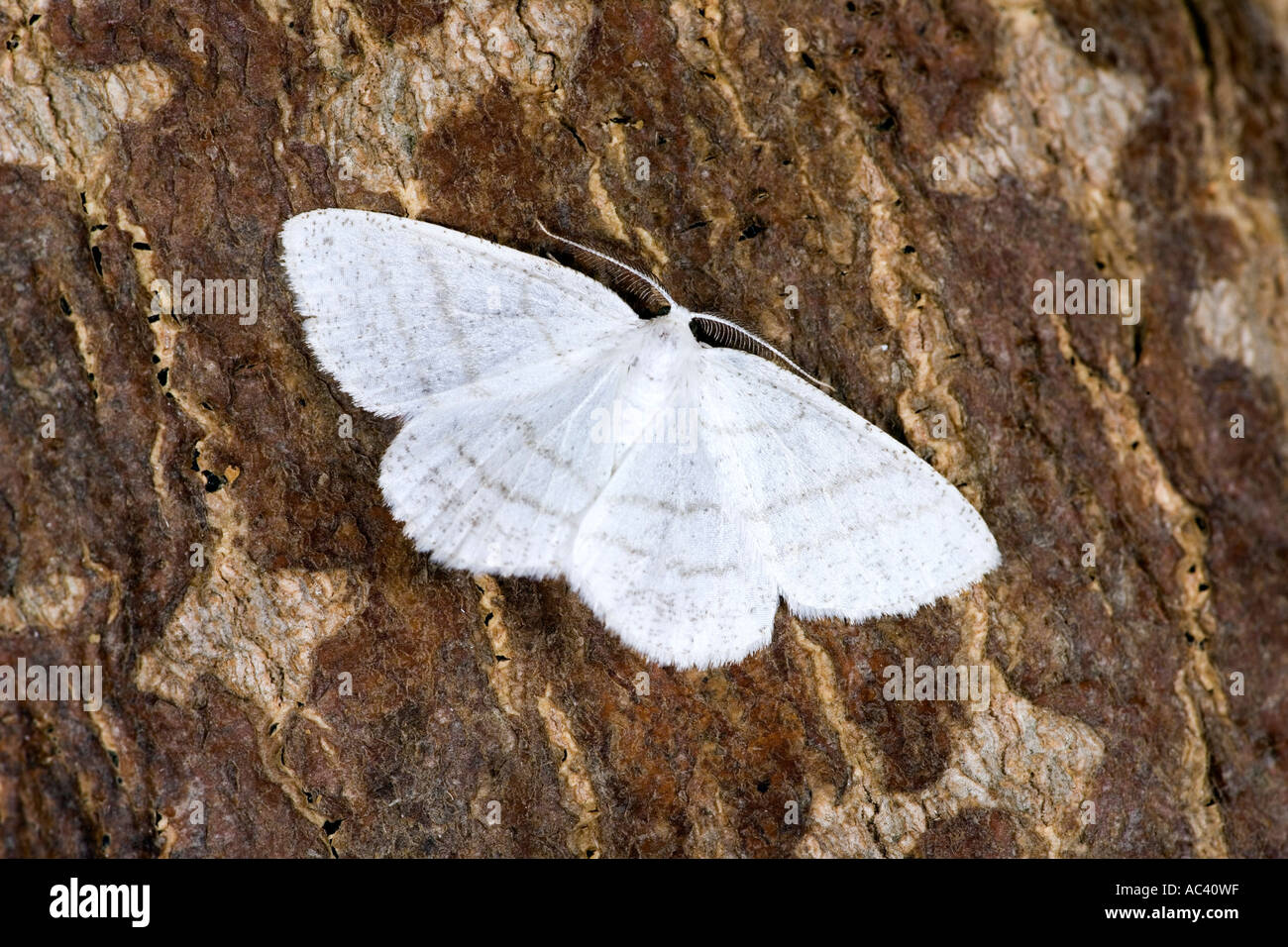 Common white wave moth hi-res stock photography and images - Alamy