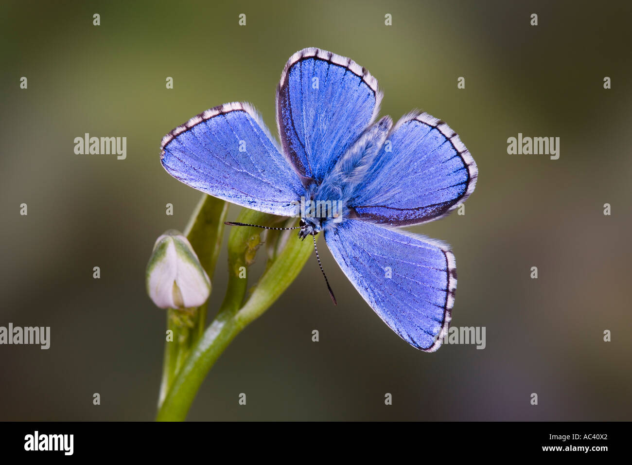 Adonis Blue Polyommatus bellargus on flower with wings open and nice ...