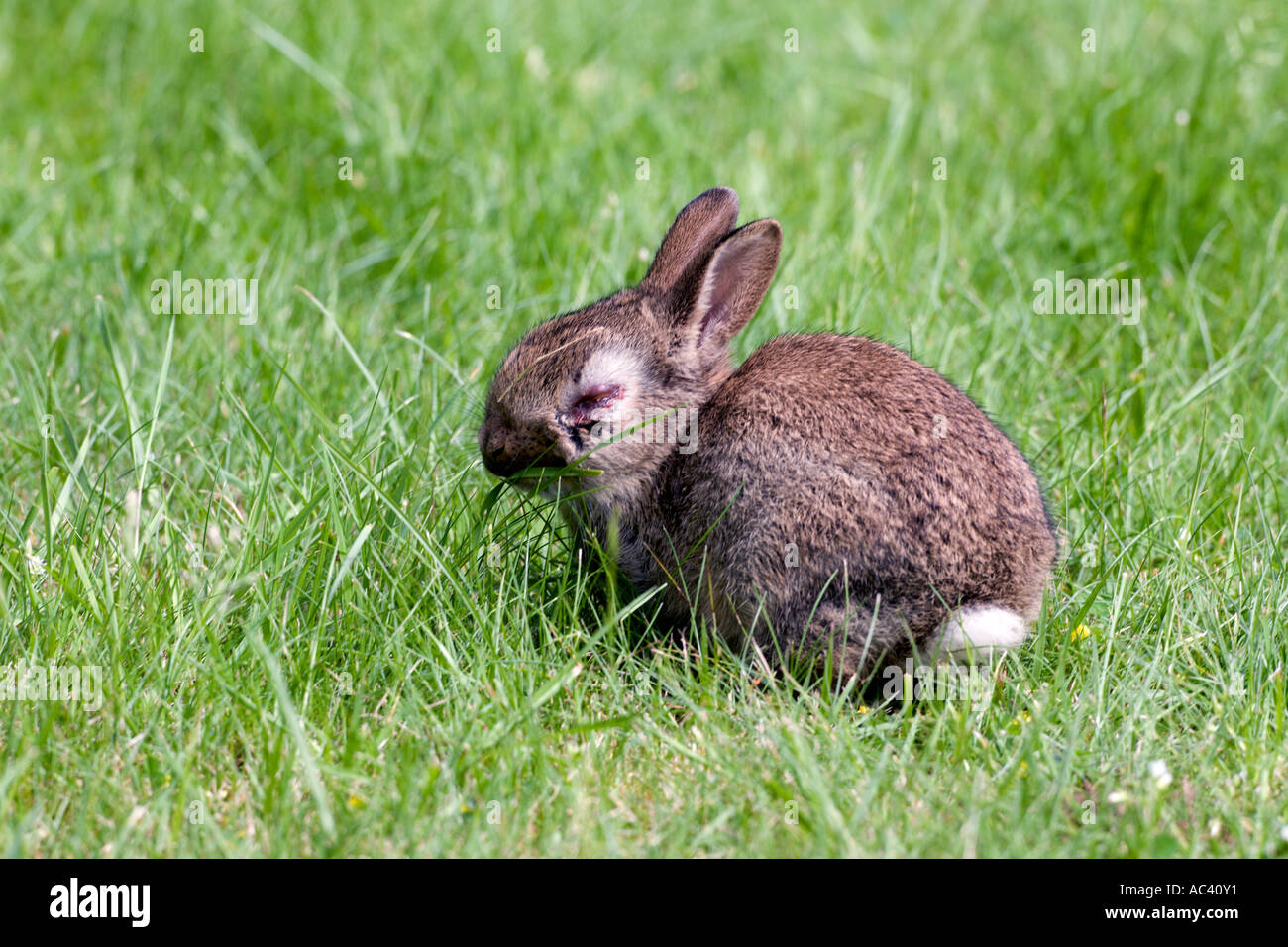 Attack Bunny Monty Python