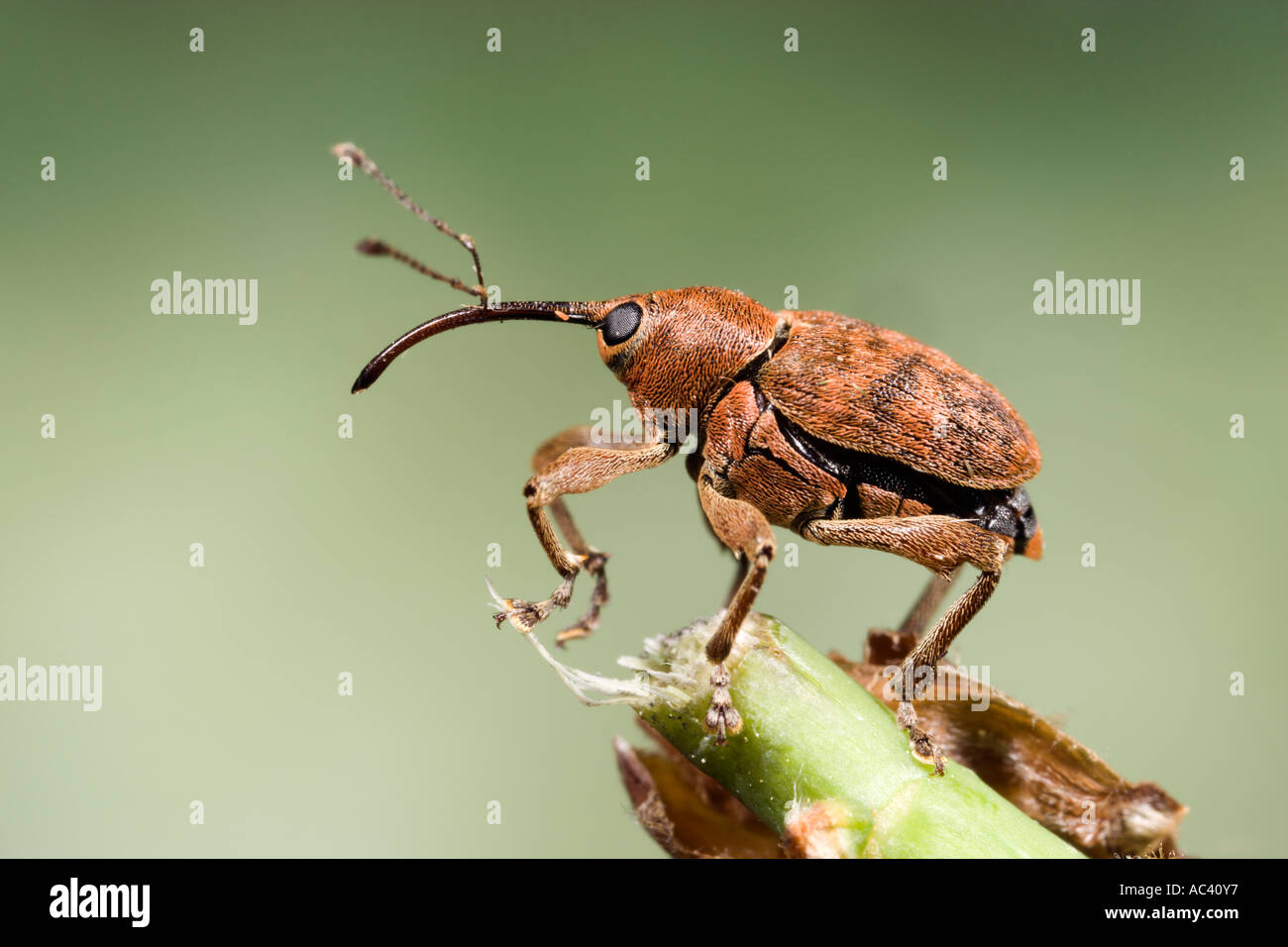 Nut weevil Curculio nucum standing on end of twig showing markings and ...