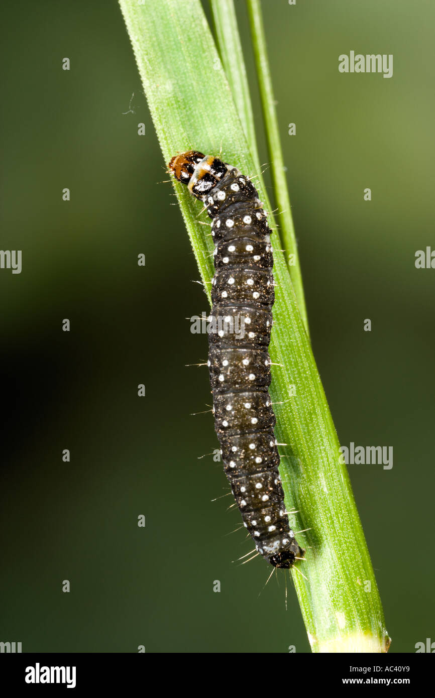 Tortrix moth caterpillar hi-res stock photography and images - Alamy