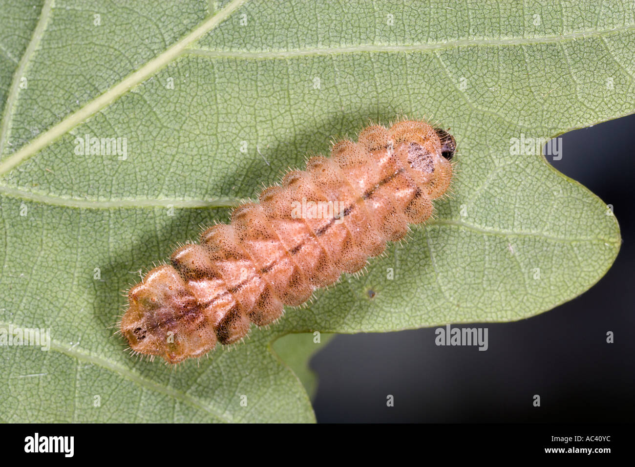 Larvae feeding at an oak leaf hi-res stock photography and images - Alamy