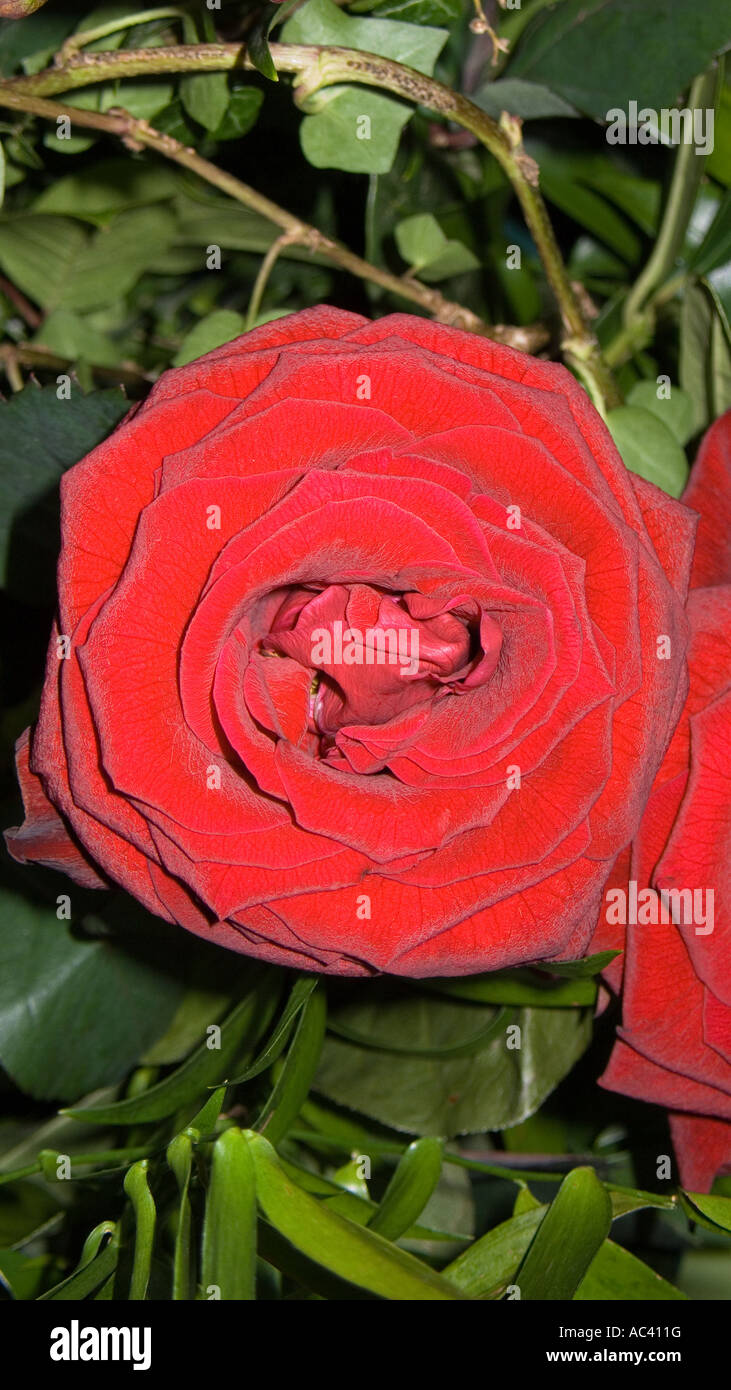 Rose species classification hi-res stock photography and images - Alamy