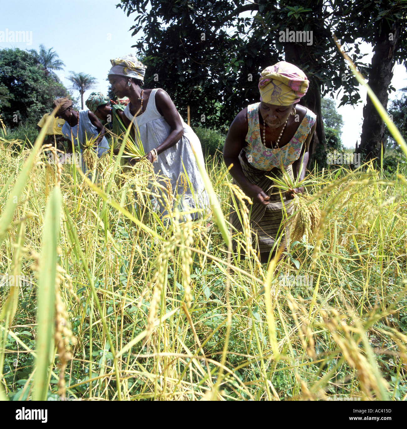 Women working the Rice fields in The Gambia West Africa Stock Photo - Alamy