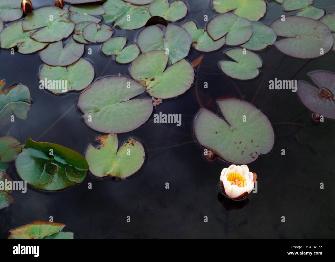 A single white water lily flower in a pond - Ireland Stock Photo - Alamy