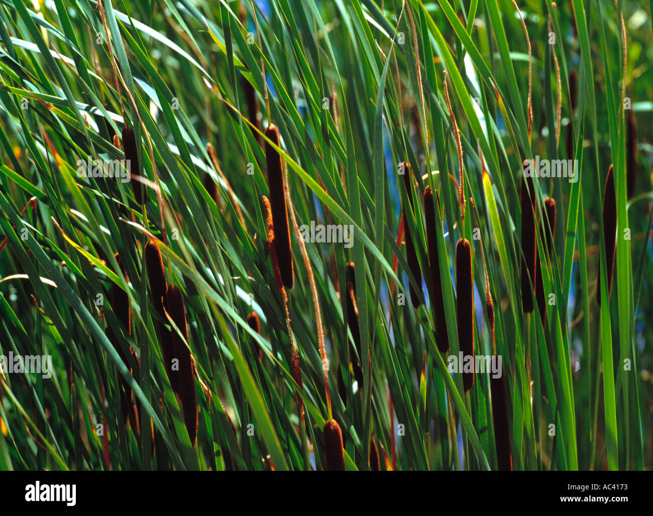 A reed bed in an ornamental lake - Ireland Stock Photo - Alamy