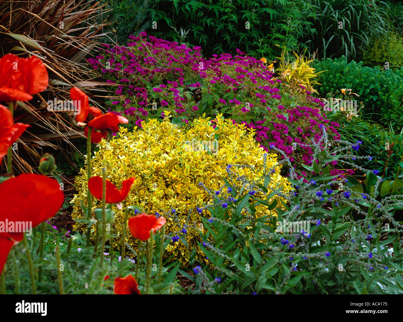 Full border hi-res stock photography and images - Alamy