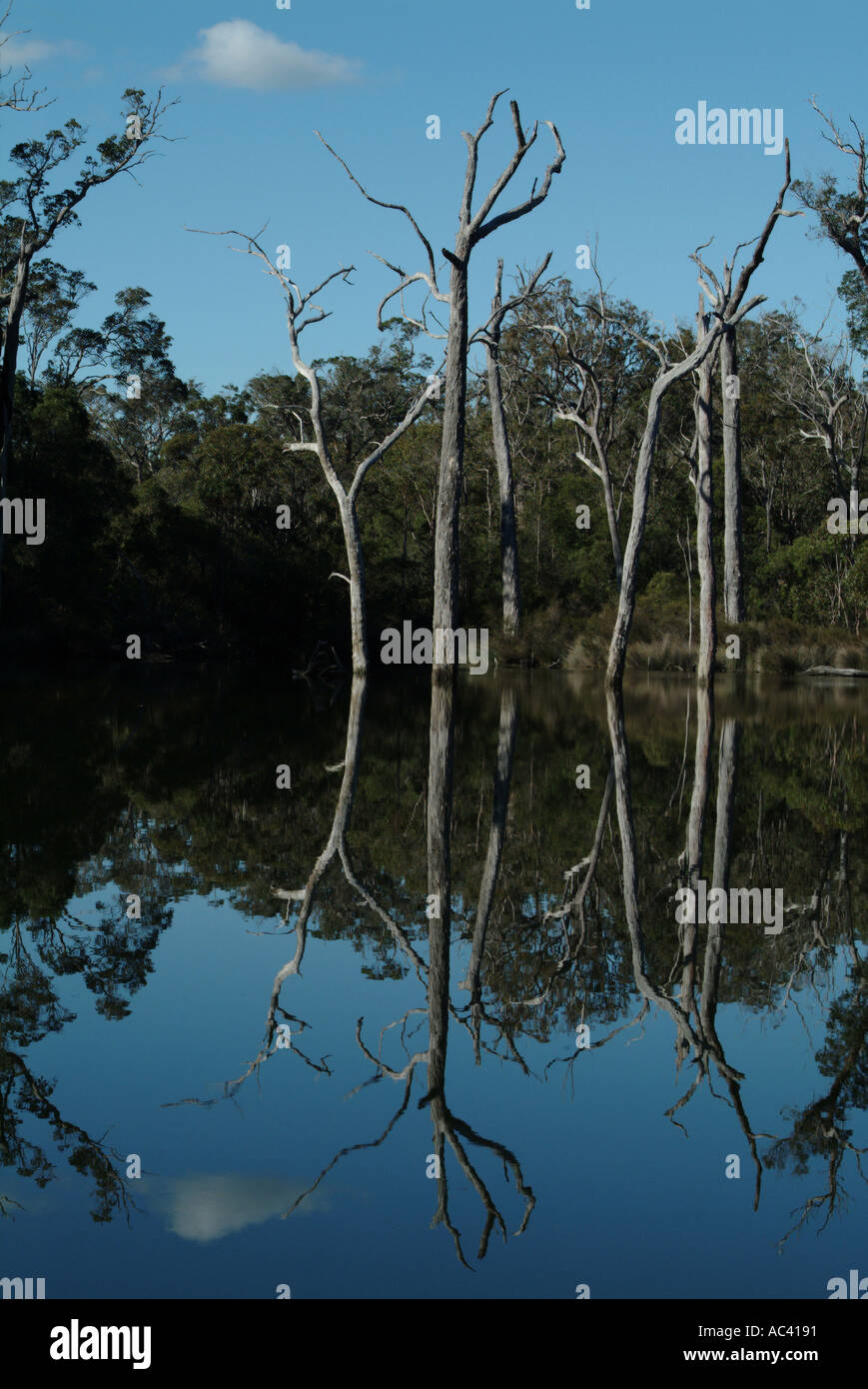 dead trees reflecting on the water Stock Photo - Alamy