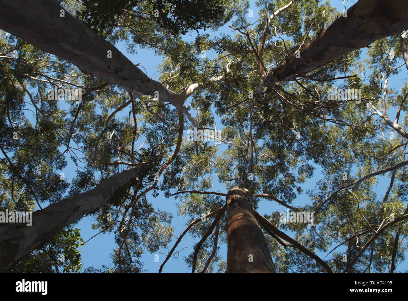 looking up at 4 Karri trees Stock Photo - Alamy