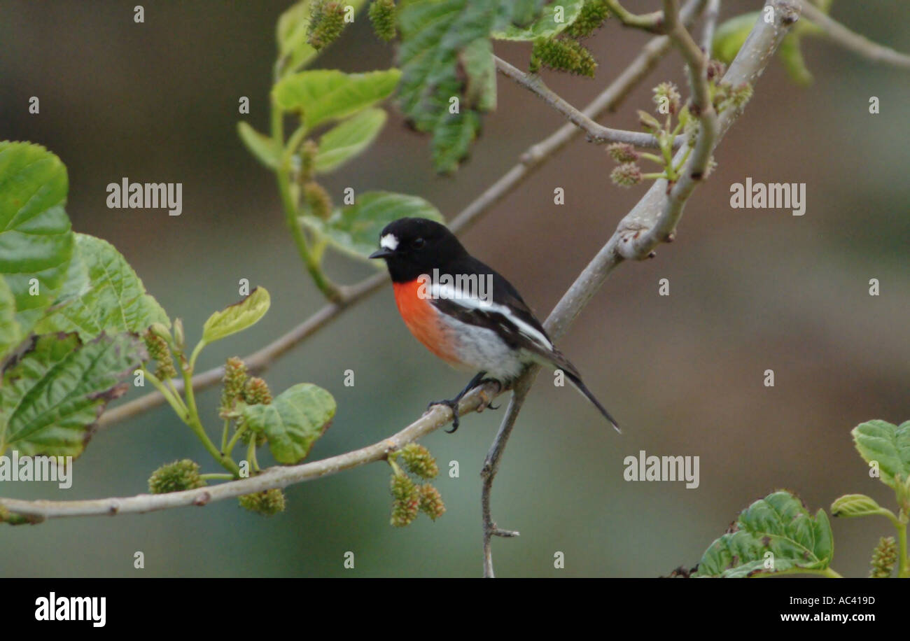 Red breasted robin Margaret River Western Australia Stock Photo - Alamy