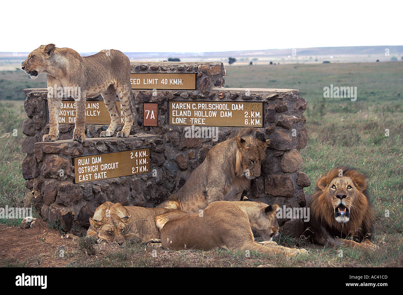 Kenyan Lions
