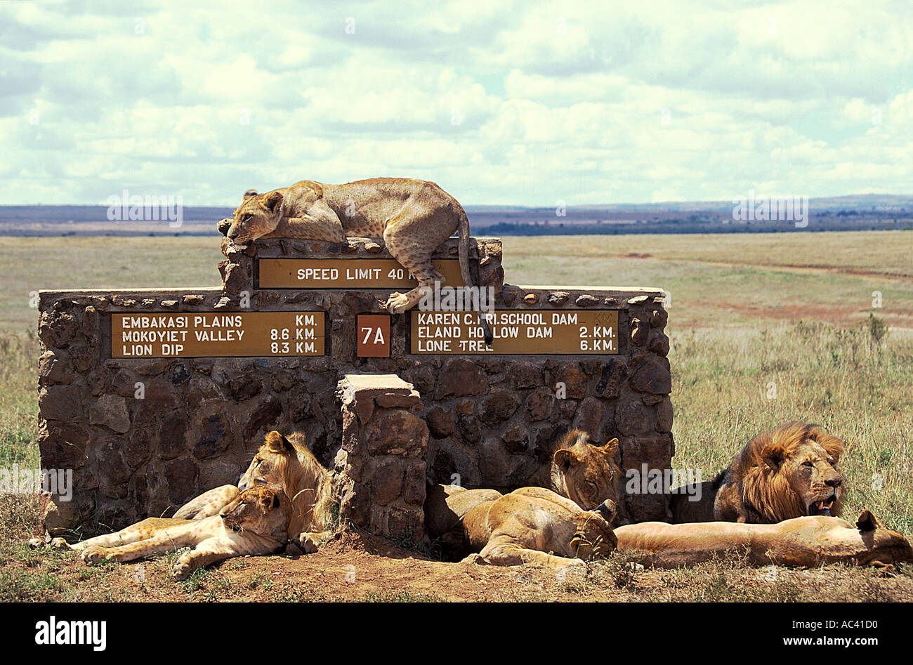 Lion Panthera leo Family group of female male and sub adult Lions ...