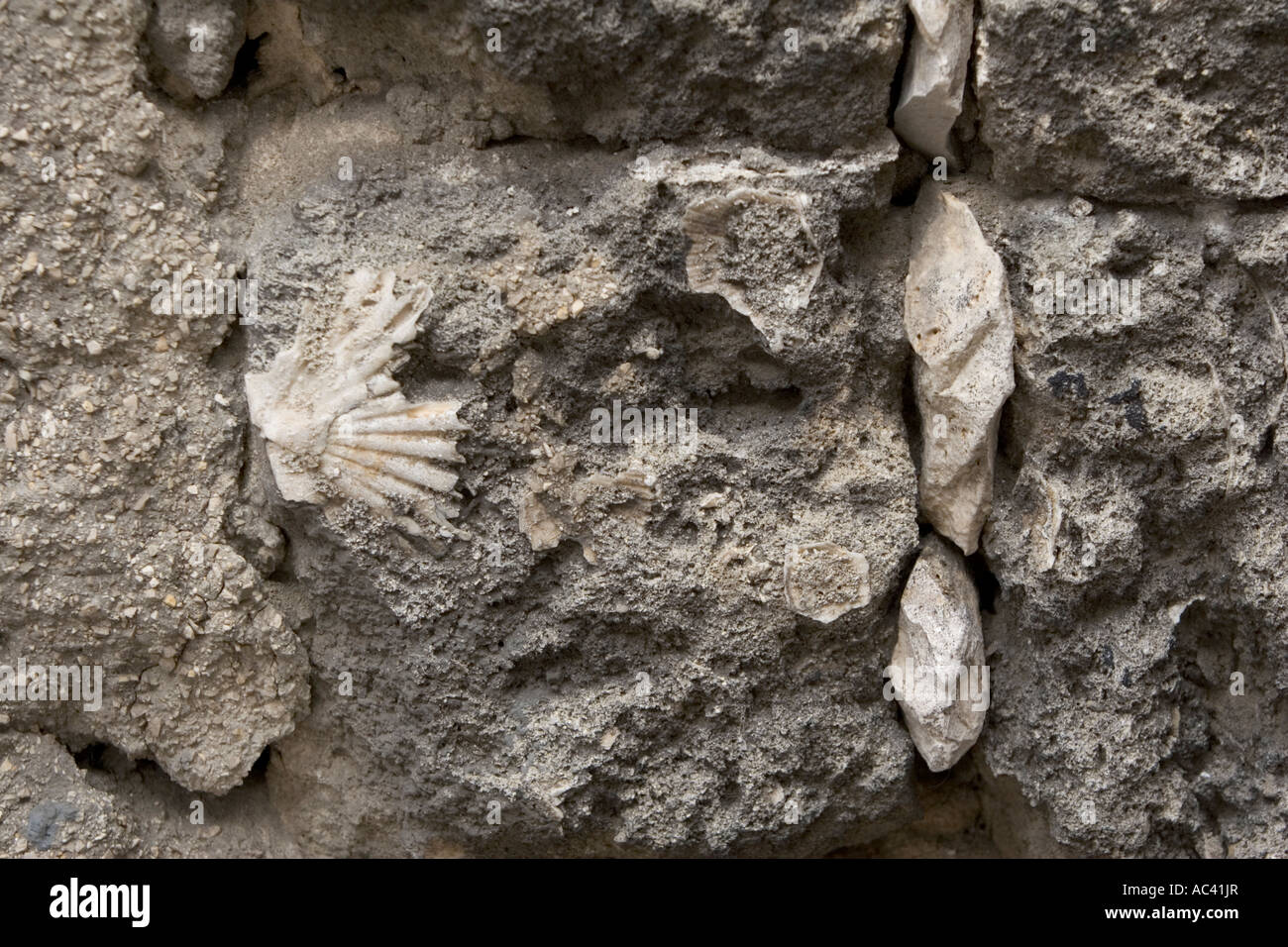 Stone buildings fossils hi-res stock photography and images - Alamy