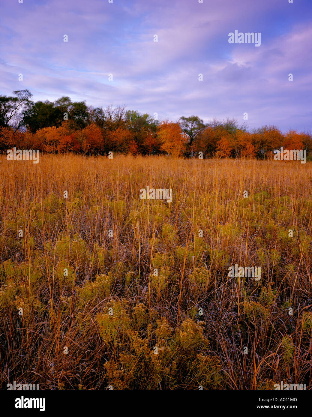Goose lake prairie state park hi-res stock photography and images - Alamy