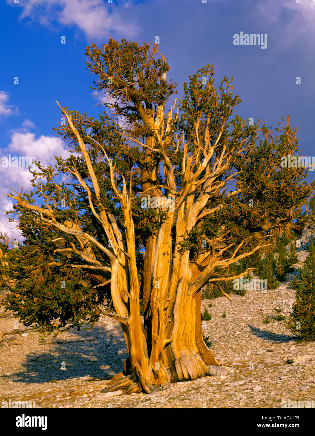 Bristlecone Pine tree Stock Photo - Alamy