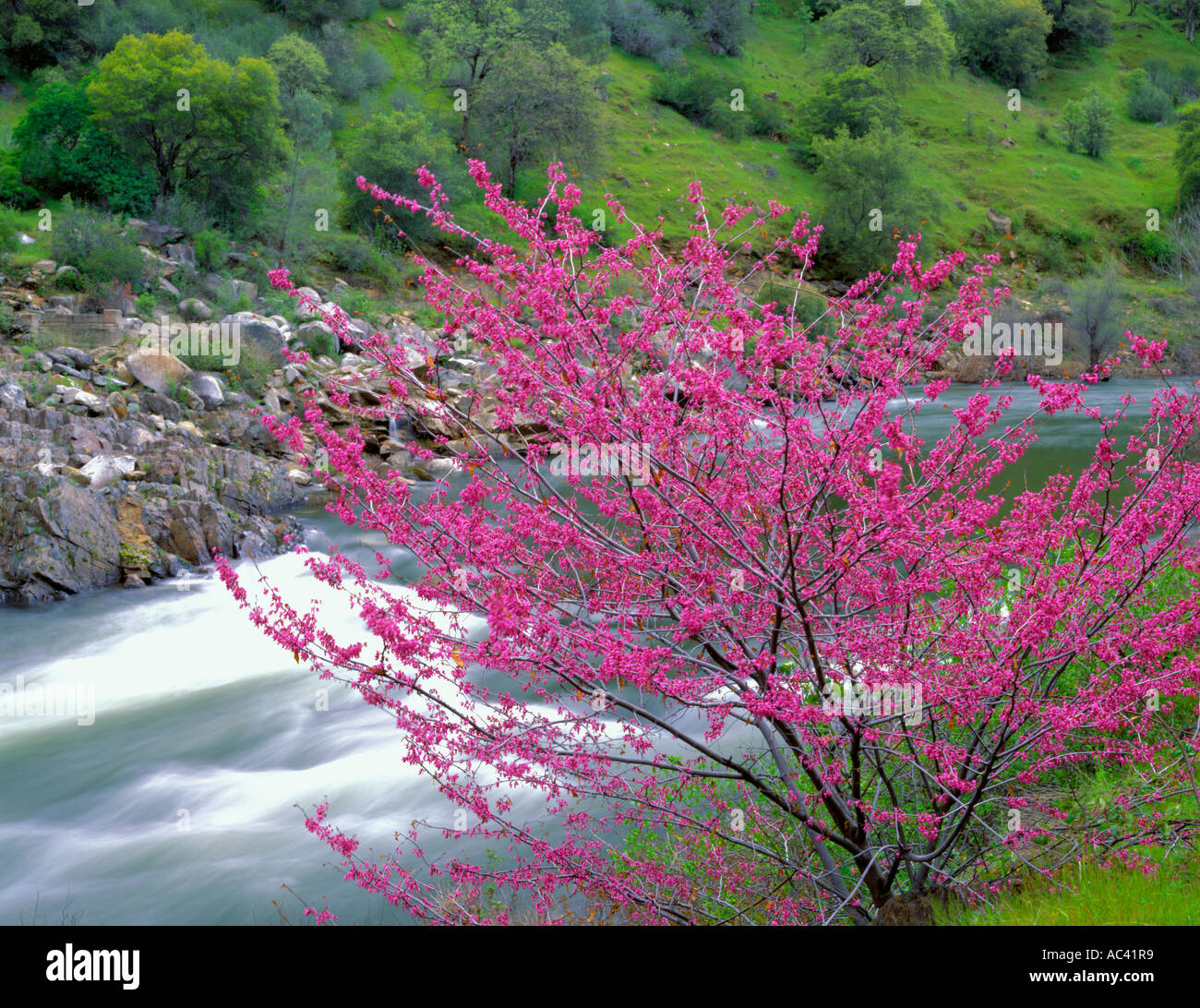 Sierra National Forest CA Flowering redbud on the Merced River Stock ...
