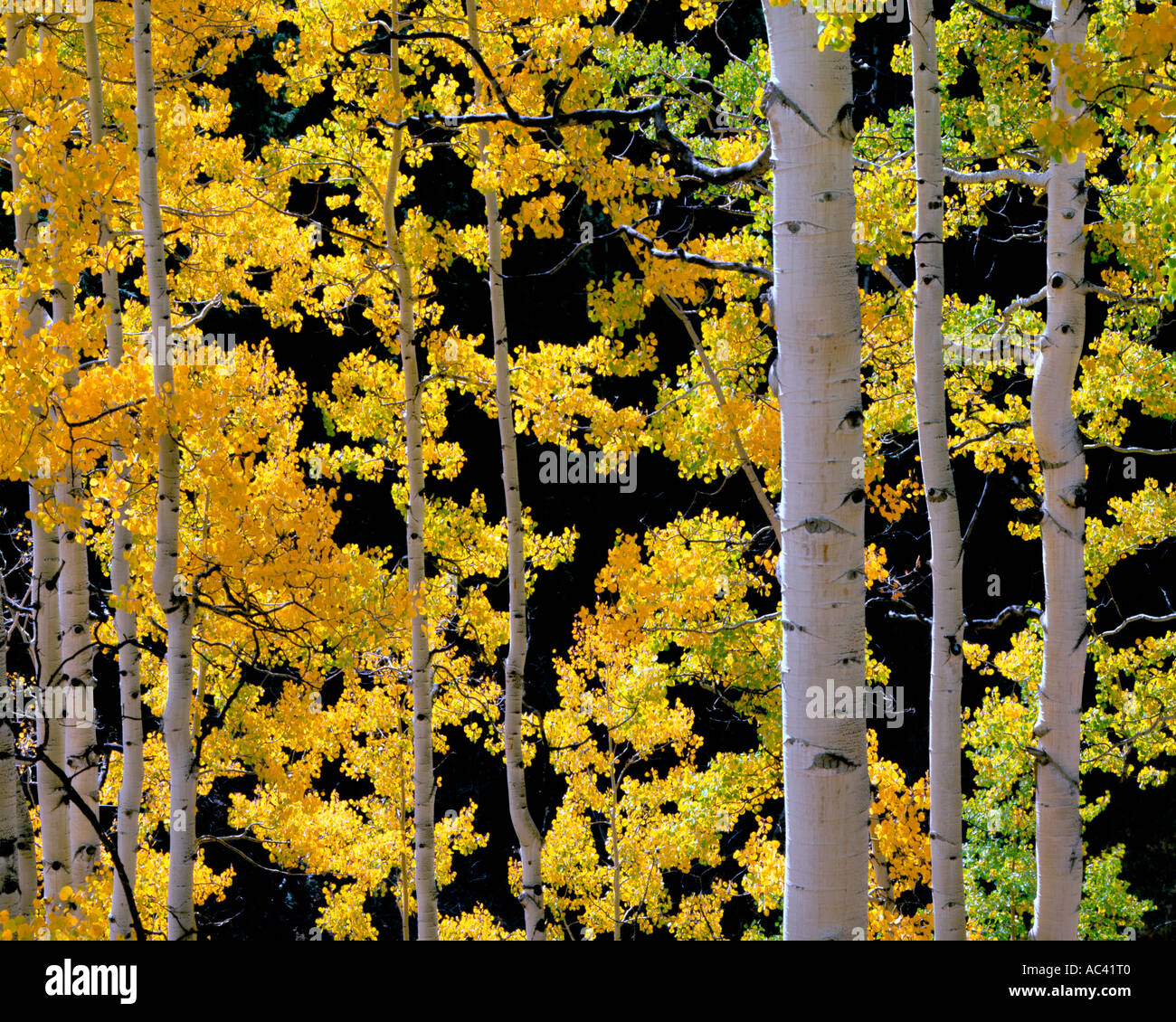Uncompahgre National Forest CO Back lit autumn colored aspen Populus ...