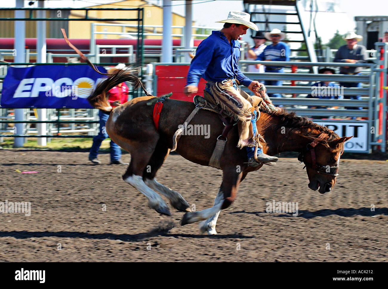 Saddle Bronco Rider Canada Stock Photo - Alamy