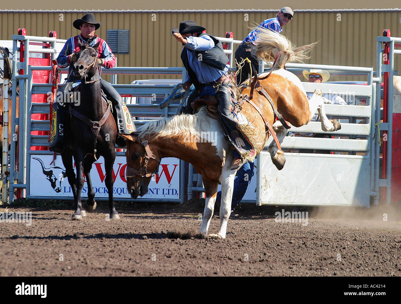 Saddle Bronco Rider Canada Stock Photo - Alamy
