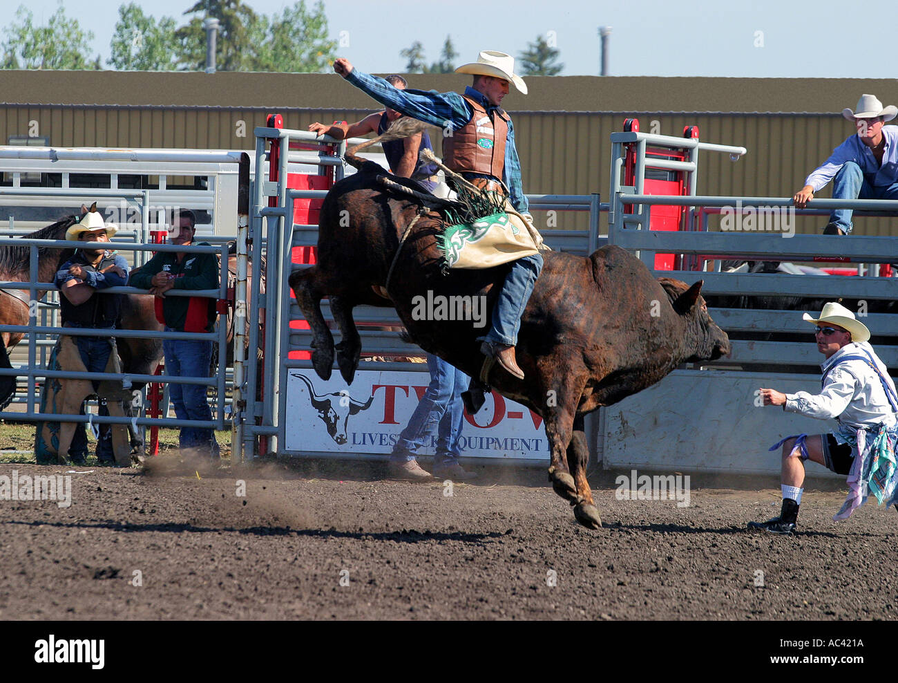 Bareback Bull Rider Canada Stock Photo - Alamy