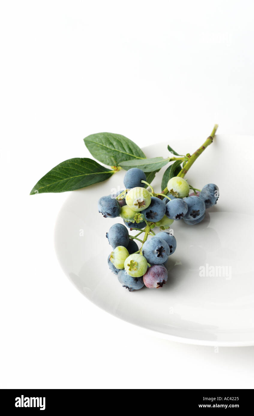 Fresh picked stem of blueberries on white plate Stock Photo - Alamy