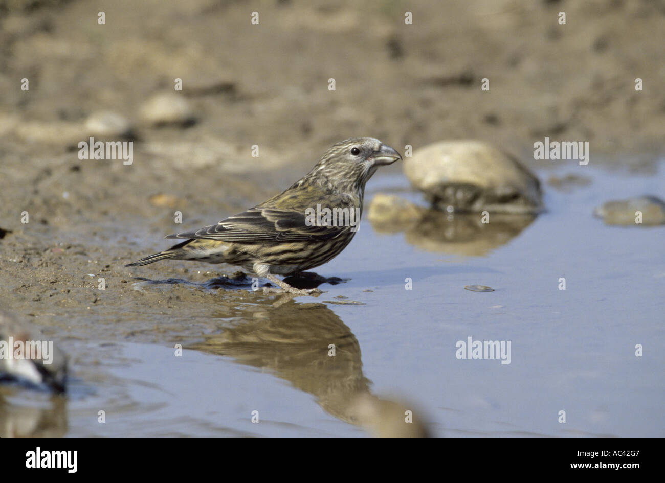 Common crossbill uk juvenile hi-res stock photography and images - Alamy