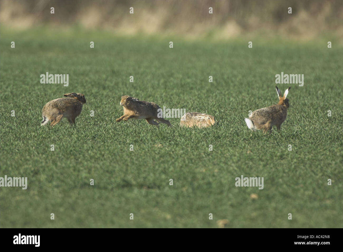 Brown Hares lepus capensis group in mating activity on winter wheat ...