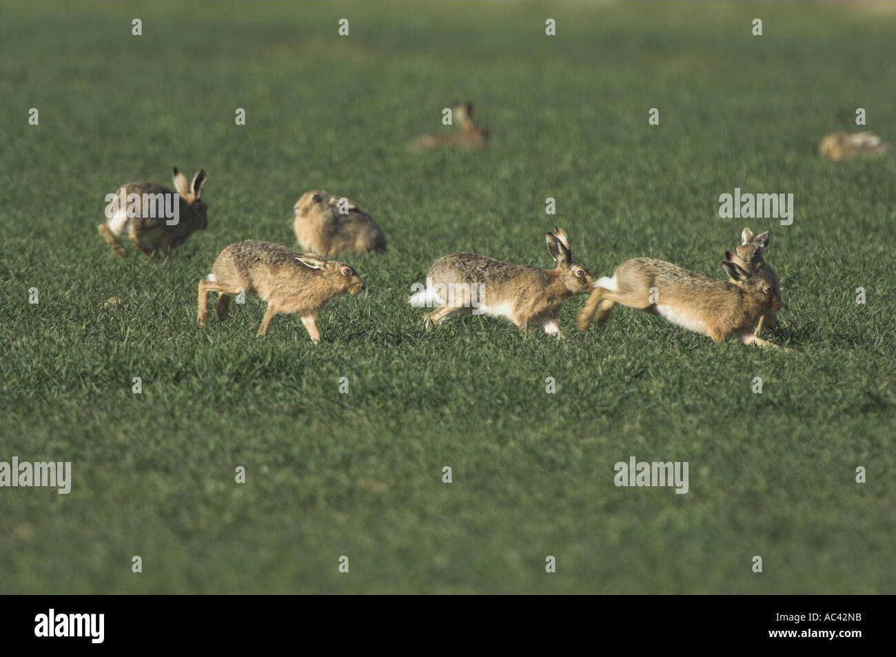 Brown Hares lepus capensis group in mating activity on winter wheat ...