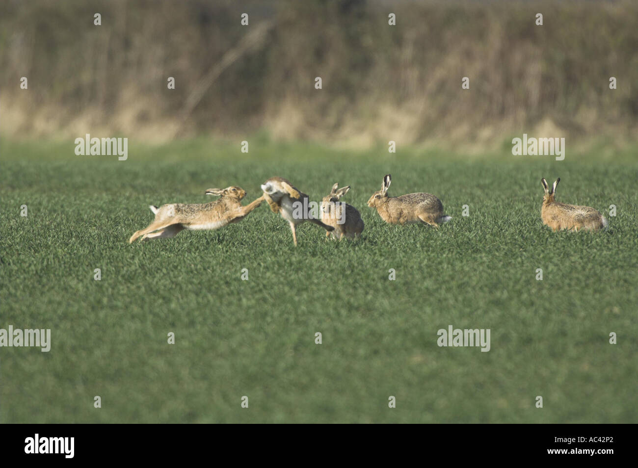 Brown Hares lepus capensis group in mating activity on winter wheat ...