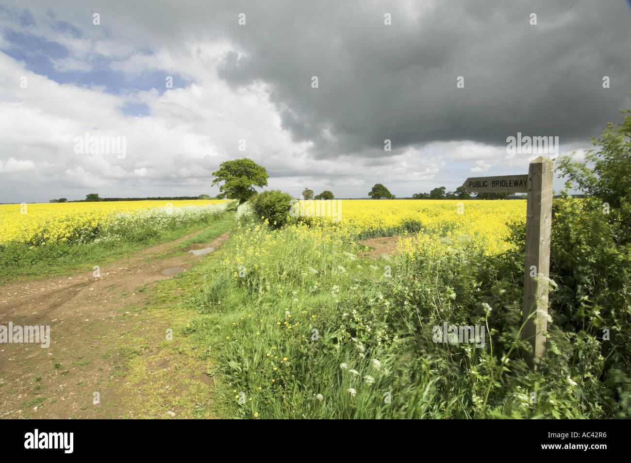 Country Lane with Public Bridalway sign Oilseed rape fields and stormy ...