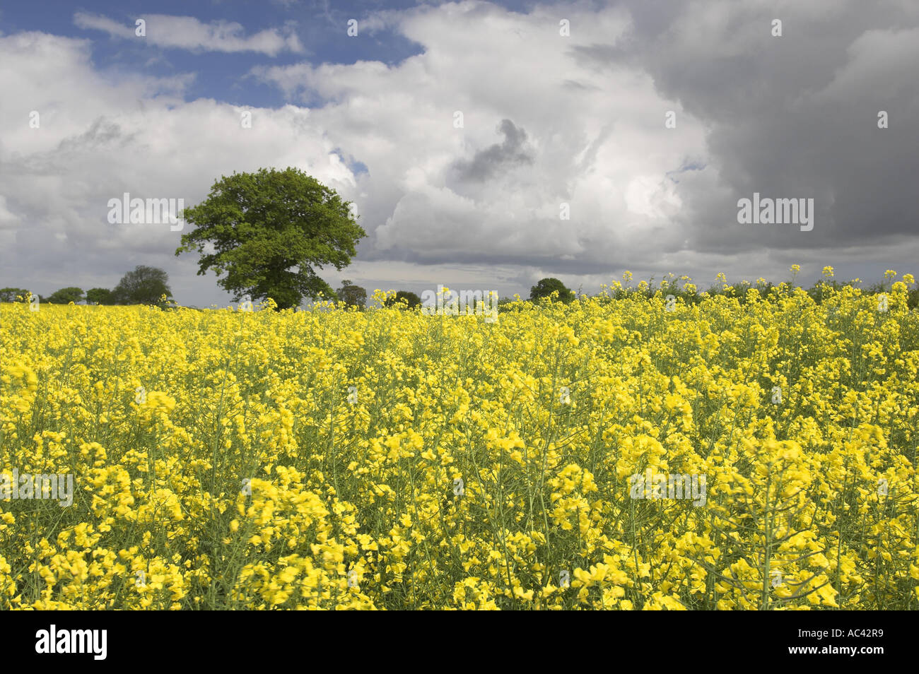 Oilseed rape field Norfolk UK Stock Photo - Alamy
