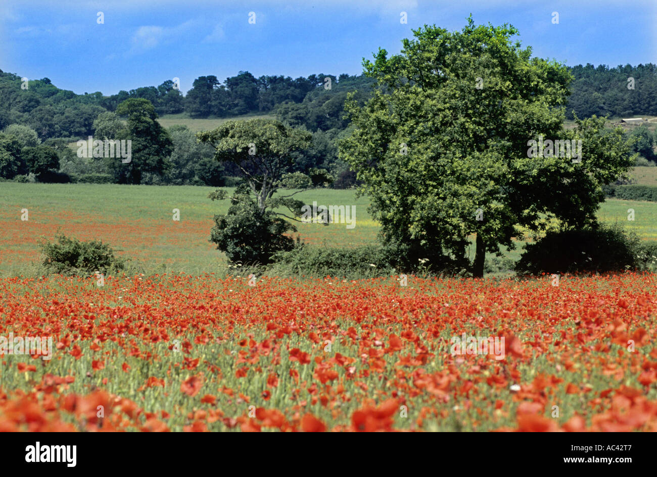 Poppy land, norfolk hi-res stock photography and images - Alamy