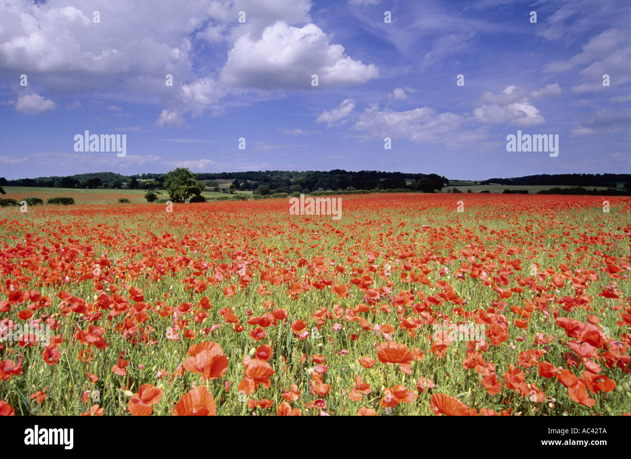 Poppy land, norfolk hi-res stock photography and images - Alamy